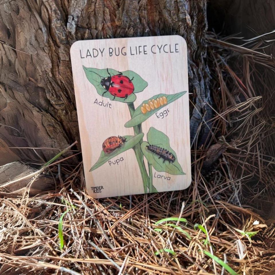 Timber Kids Lady Bug Life Cycle Tile A6 | Winc